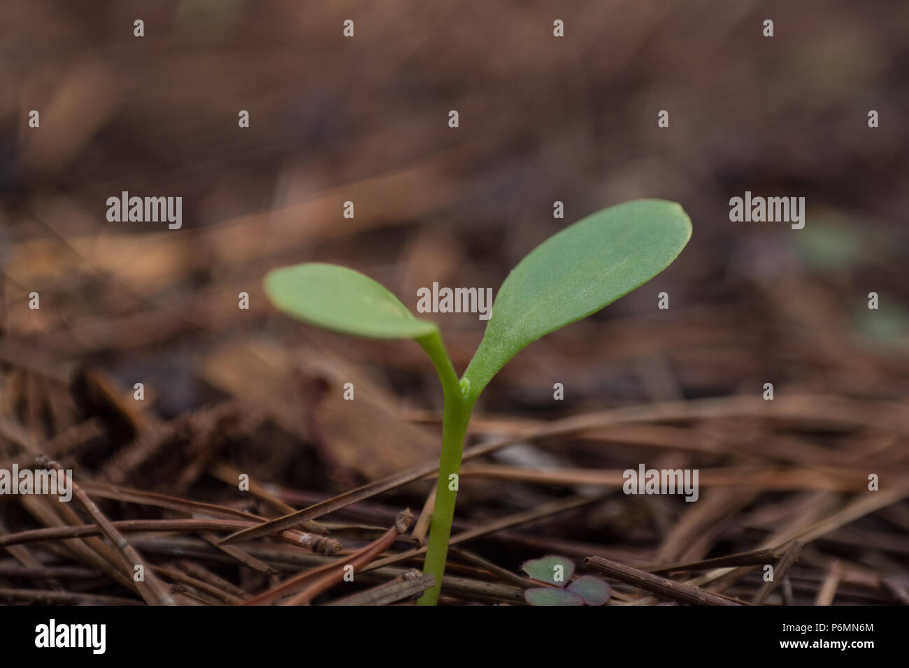 new plant growing from the ground showing first life Stock Photo - Alamy