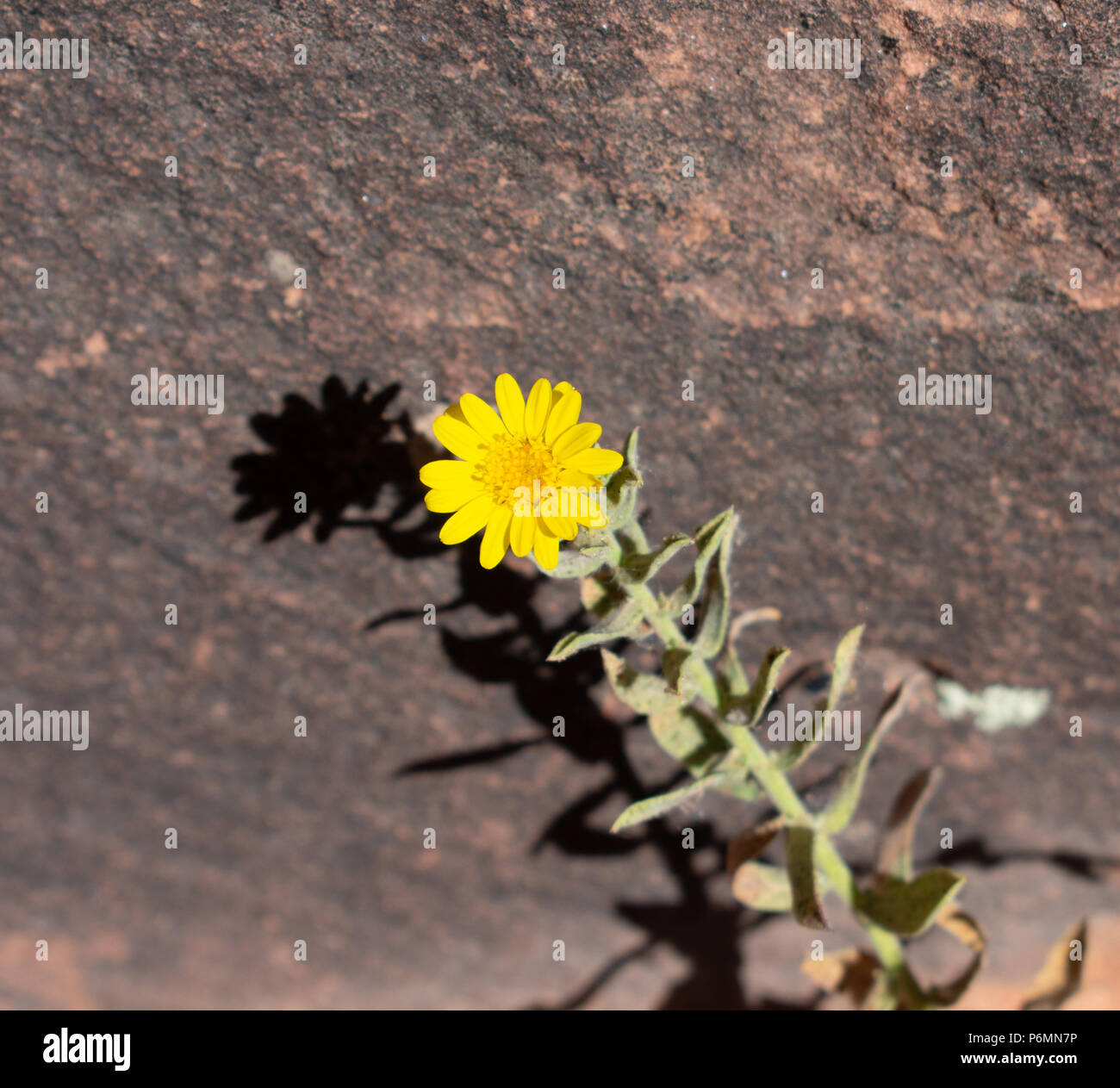 Little yellow flower in Gunlock Utah Stock Photo - Alamy