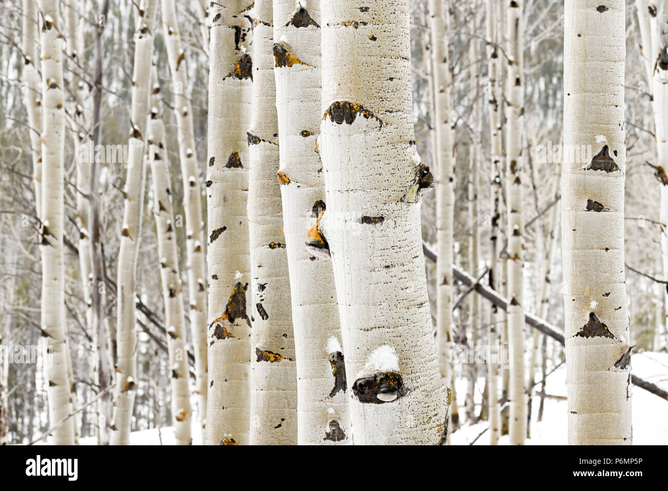Large grove of aspens with snow on them in the winter Stock Photo - Alamy