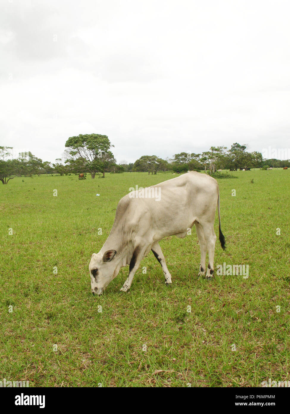 Animal, cattle, ox, Espírito Santo, Brazil Stock Photo - Alamy