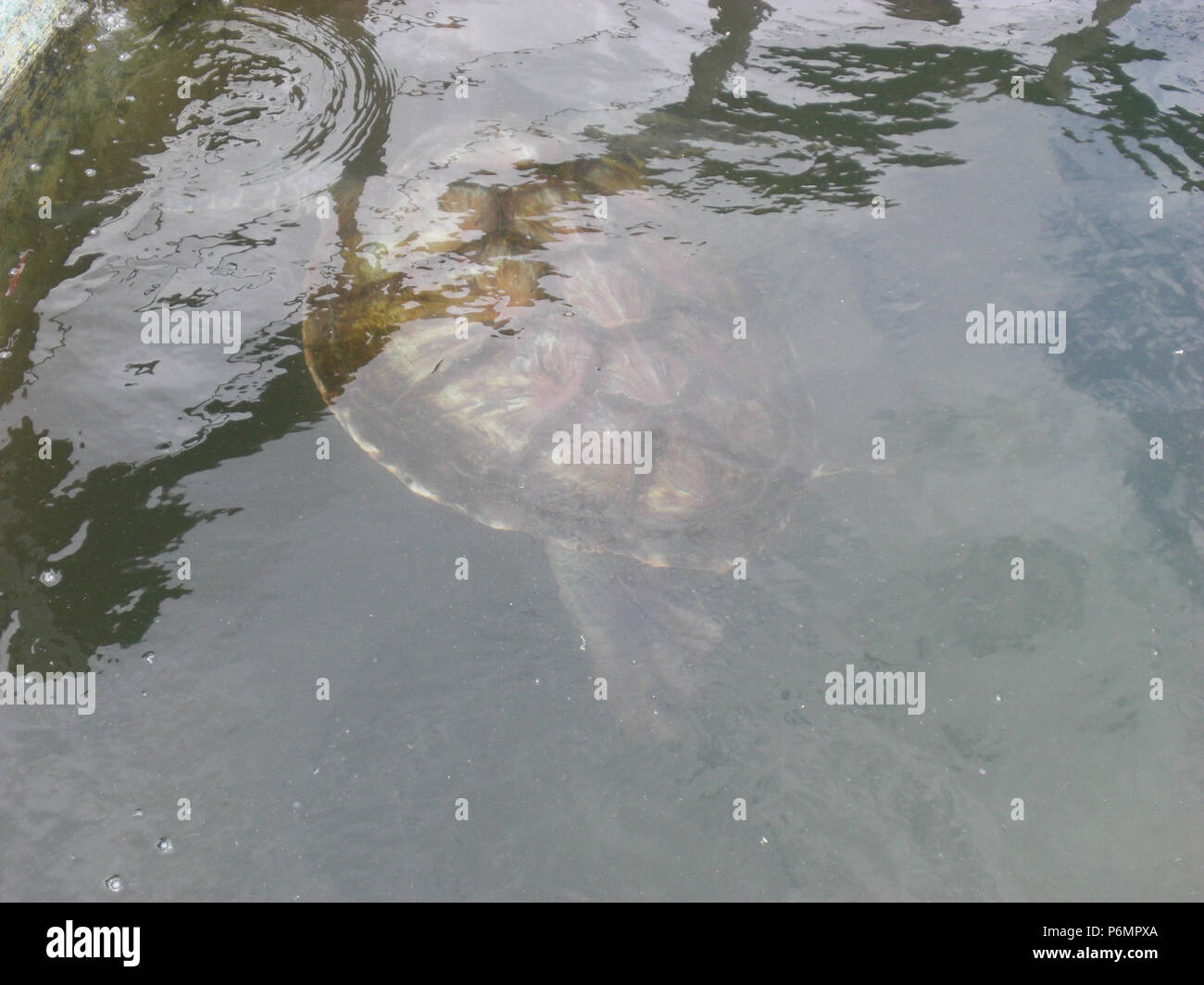 Turtle, tunk, Protective Base, Sea Turtles, Comboios Biological Reserve ...