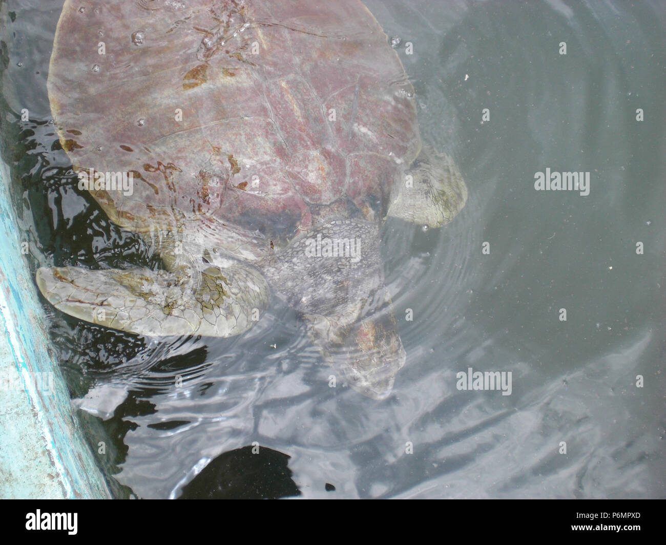 Turtle, tunk, Protective Base, Sea Turtles, Comboios Biological Reserve ...