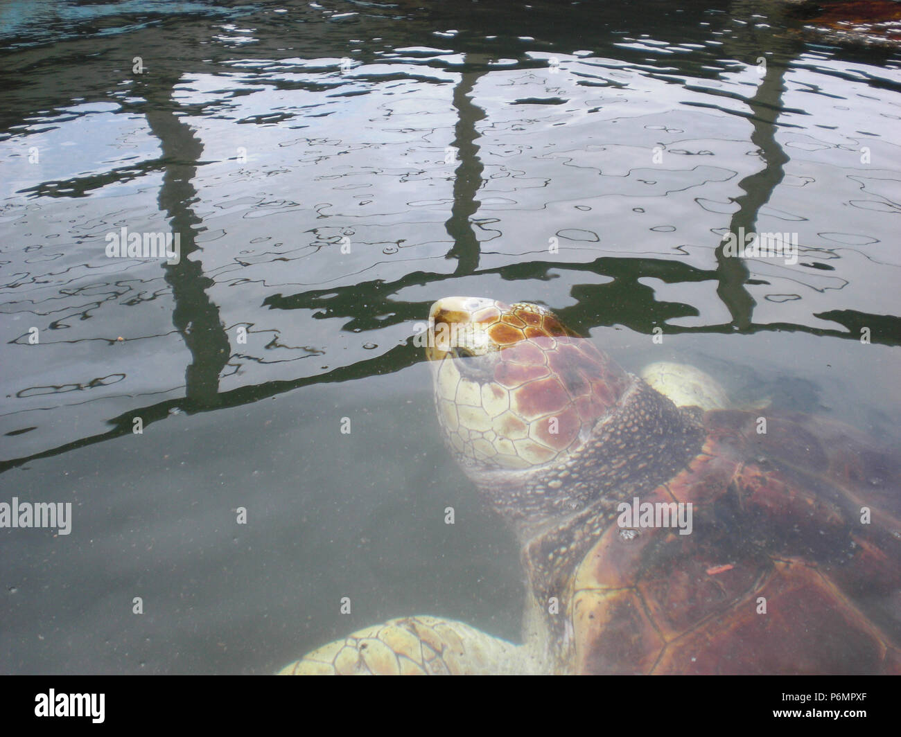 Turtle, tunk, Protective Base, Sea Turtles, Comboios Biological Reserve ...
