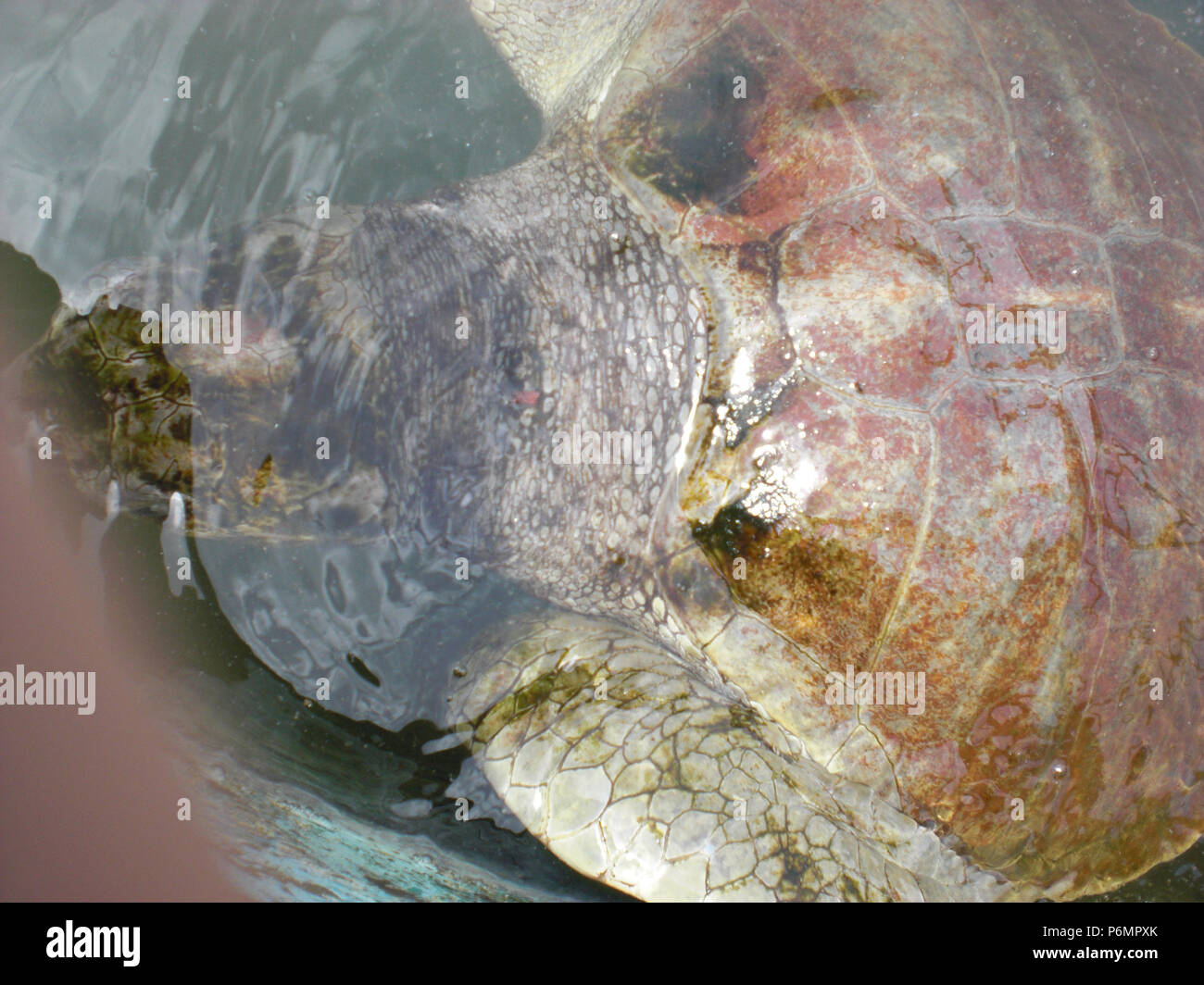 Turtle, tunk, Protective Base, Sea Turtles, Comboios Biological Reserve ...