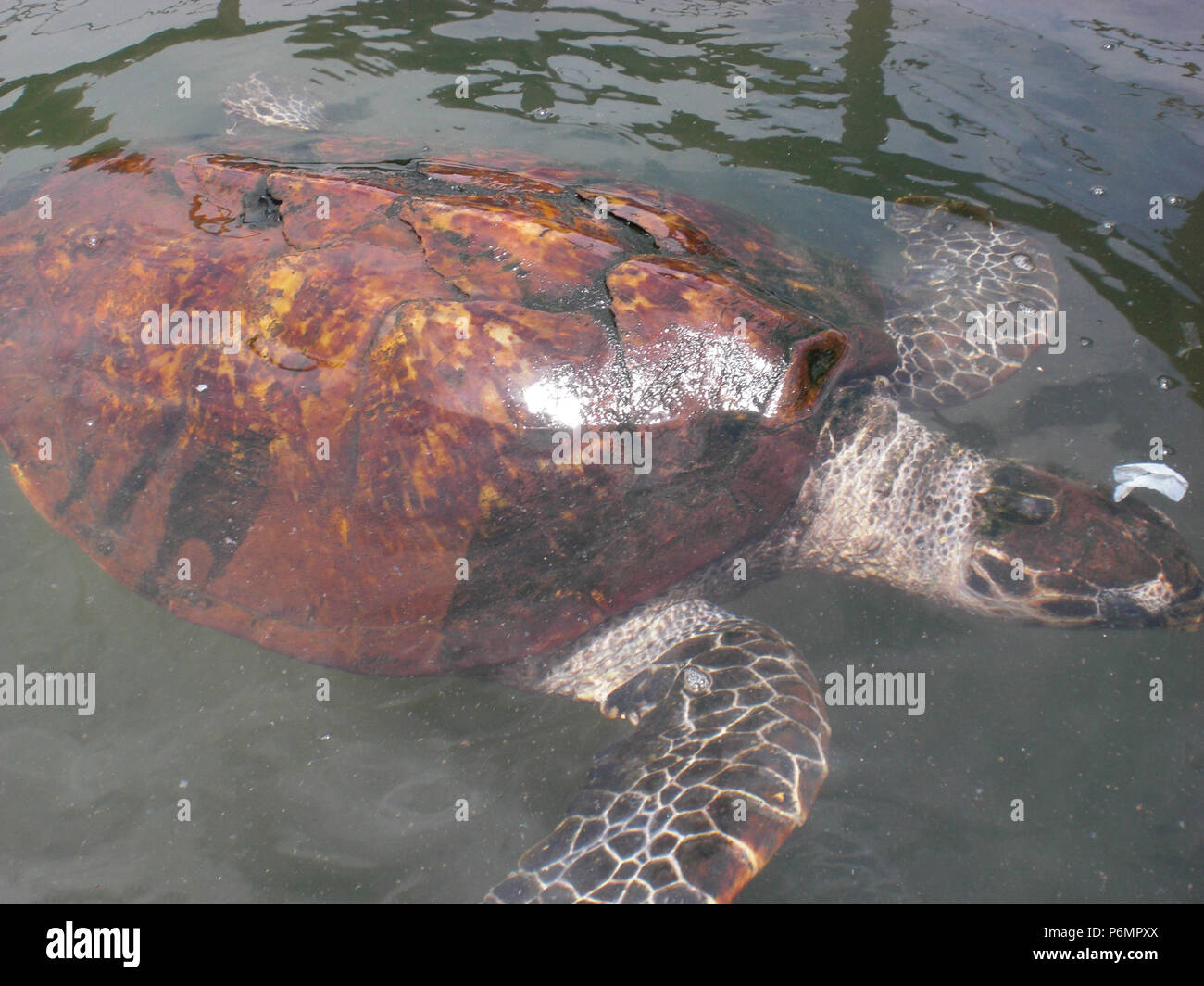 Turtle, tunk, Protective Base, Sea Turtles, Comboios Biological Reserve ...