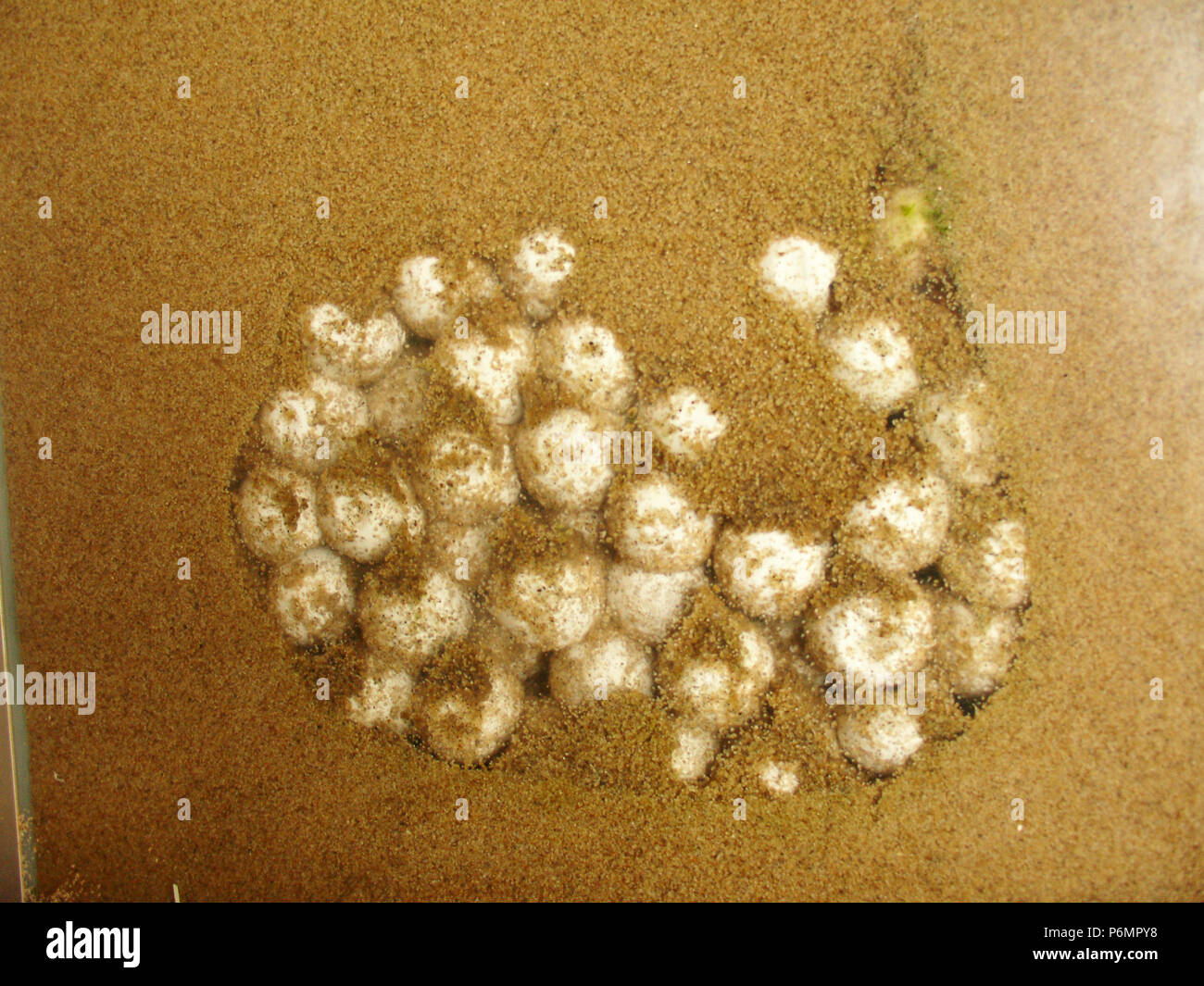 Turtle eggs, terráreo, fertilization, Protective Base, Sea Turtles ...