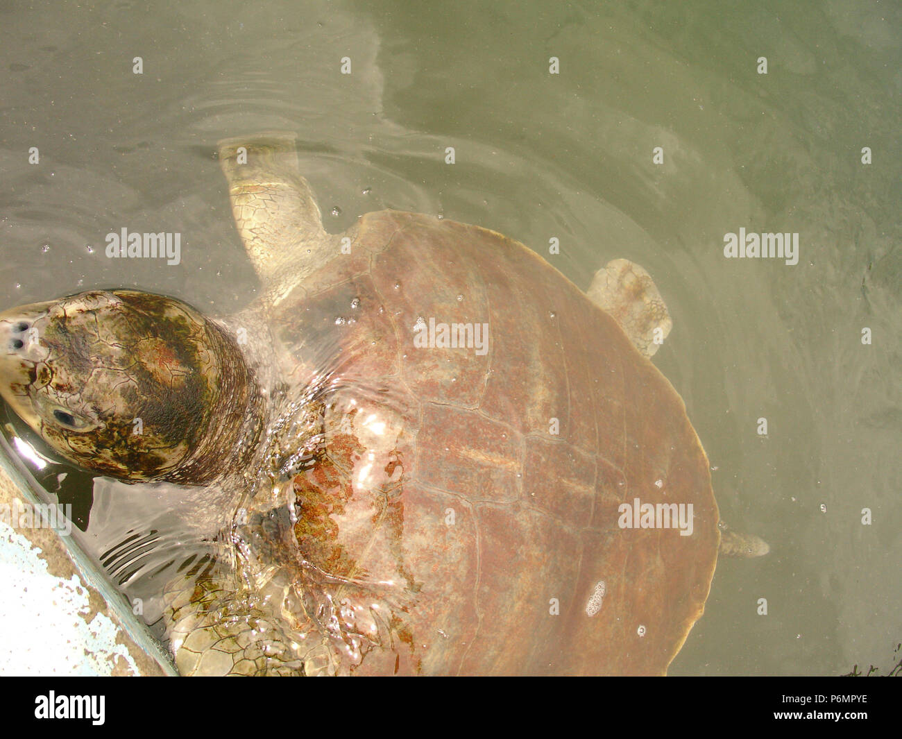 Turtle, tank, water, Protective Base, Sea Turtles, Comboios Biological ...