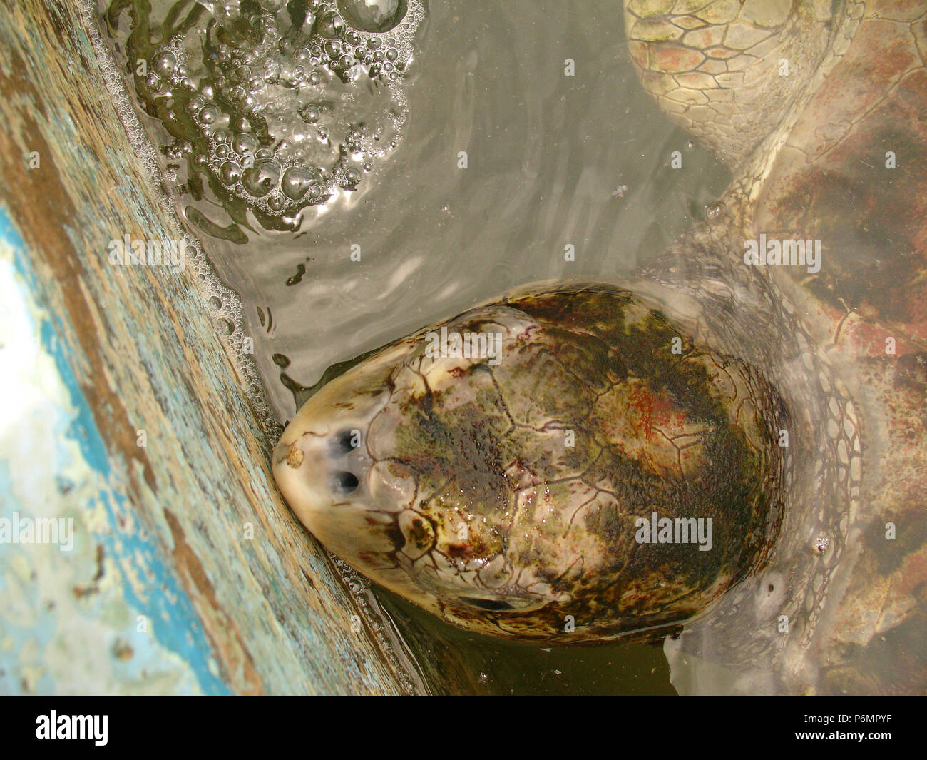 Turtle, tank, water, Protective Base, Sea Turtles, Comboios Biological ...