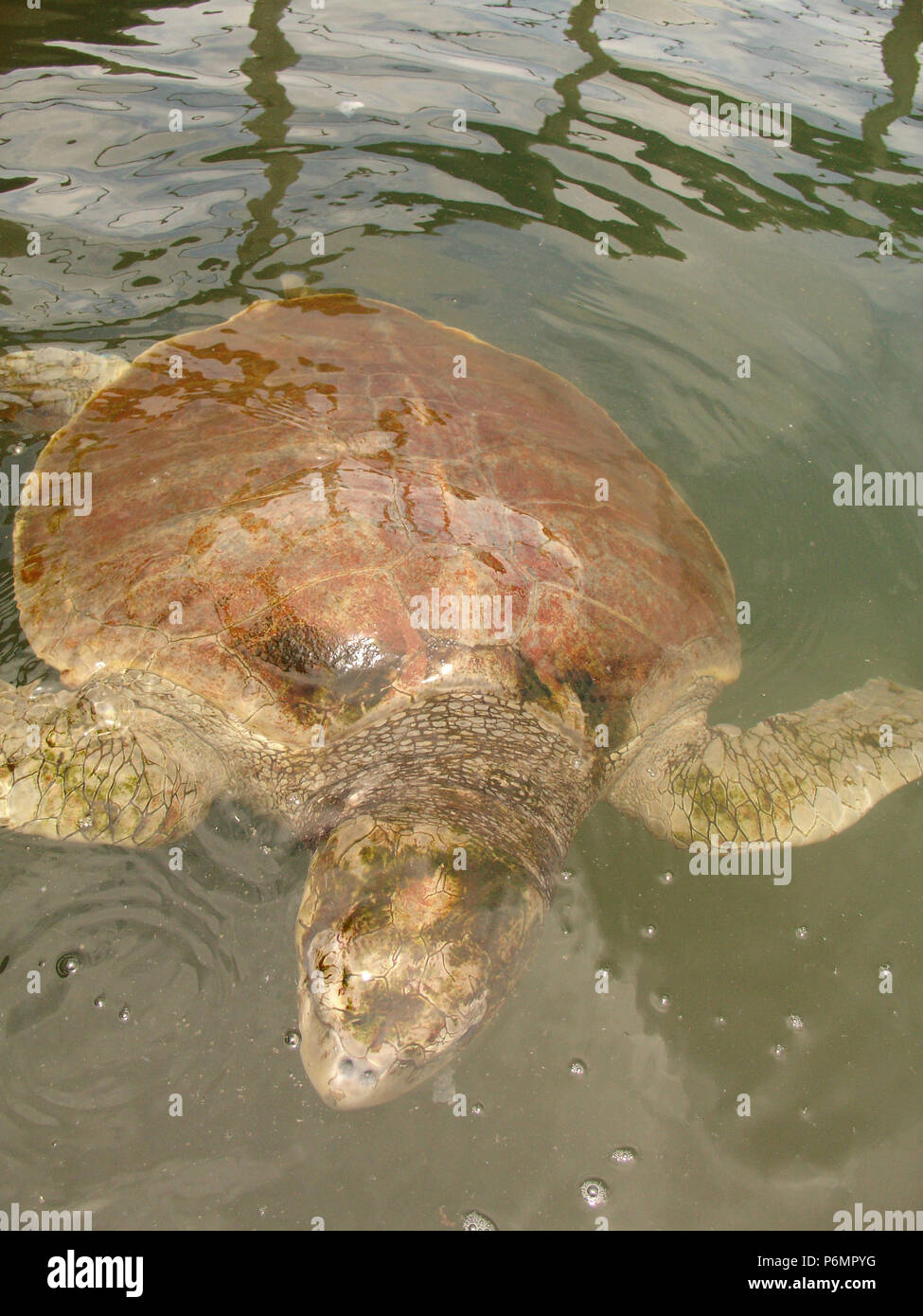 Turtle, tank, water, Protective Base, Sea Turtles, Comboios Biological ...