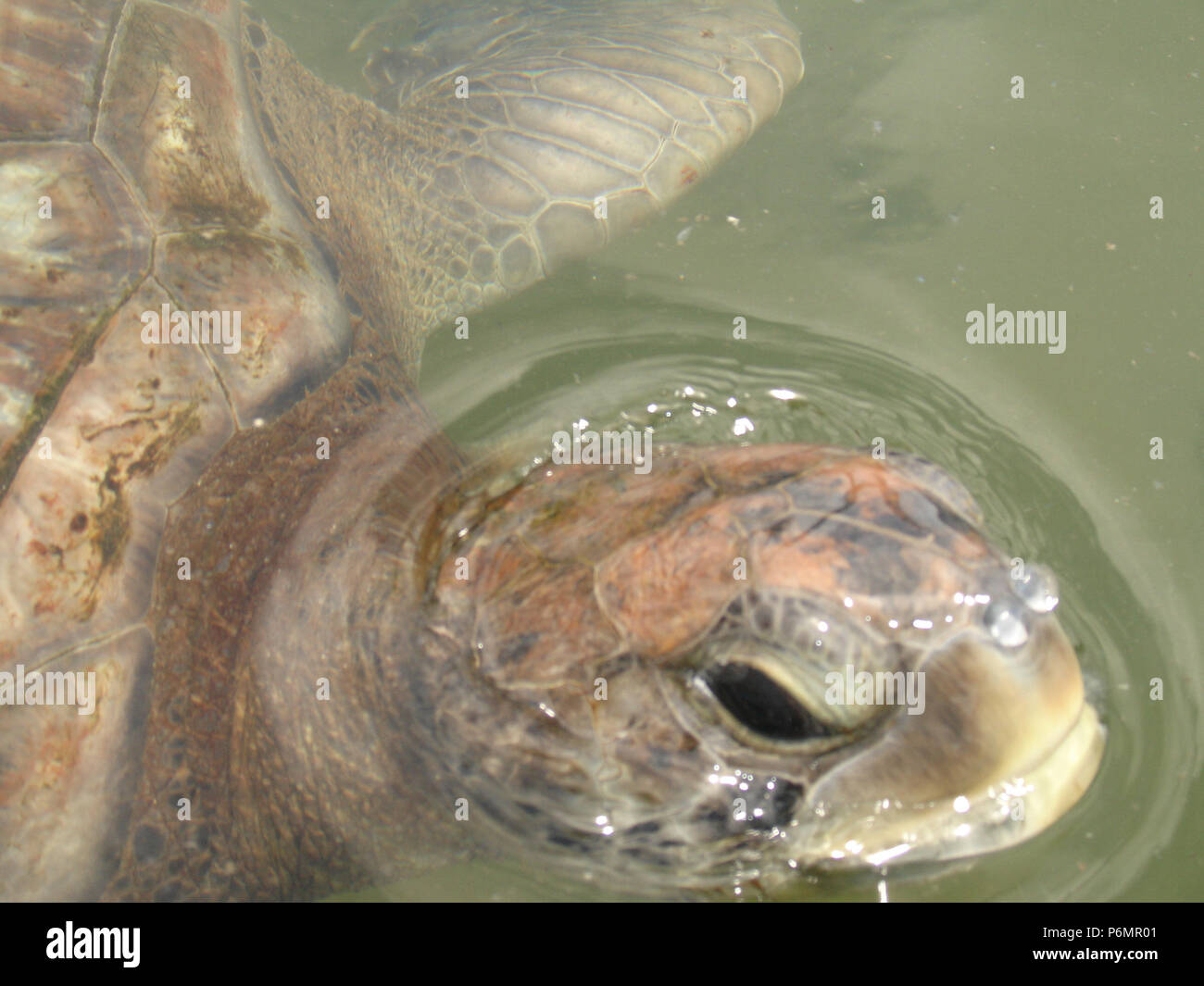 Turtle, tank, water, Protective Base, Sea Turtles, Comboios Biological ...