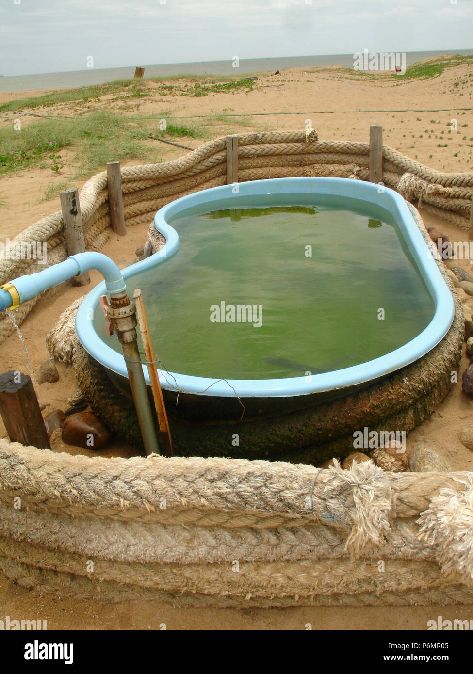 Turtle, tank, water, Protective Base, Sea Turtles, Comboios Biological ...