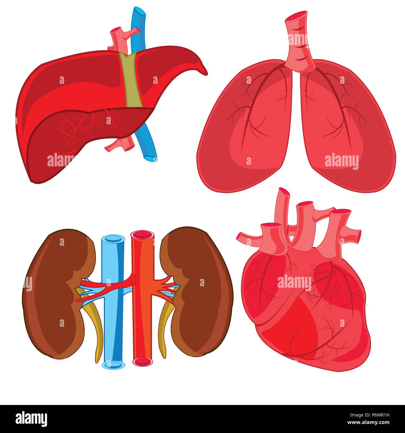 Internal Organs Stock Photos & Internal Organs Stock Images - Alamy