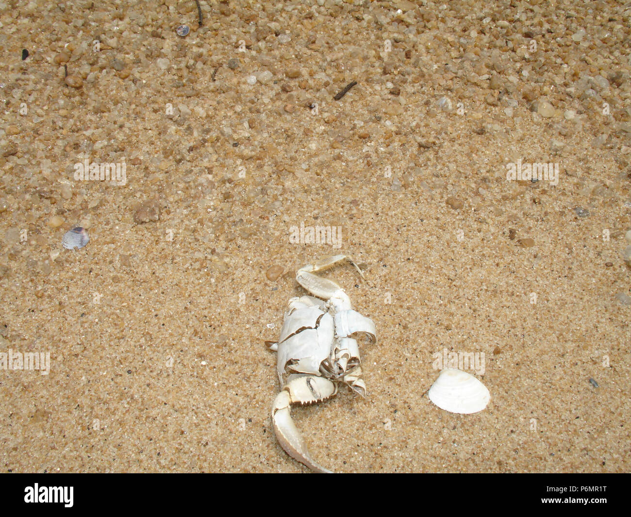 Crab, dead, skeleton, beach, sand, sea, Espírito Santo, Brazil Stock ...