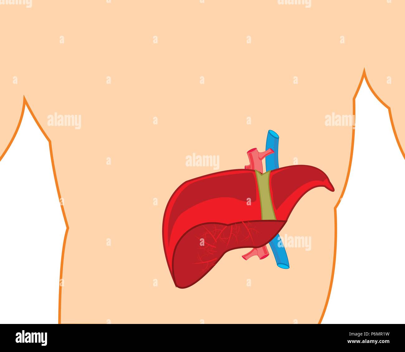 Liver channel hi-res stock photography and images - Alamy