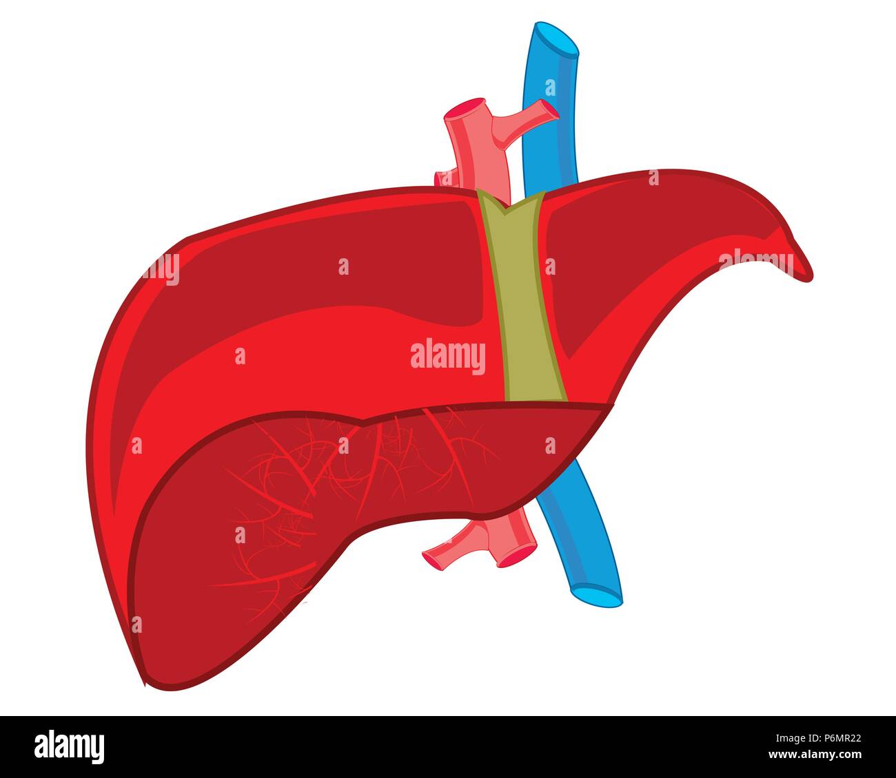 Internal organ liver Stock Vector Image & Art - Alamy
