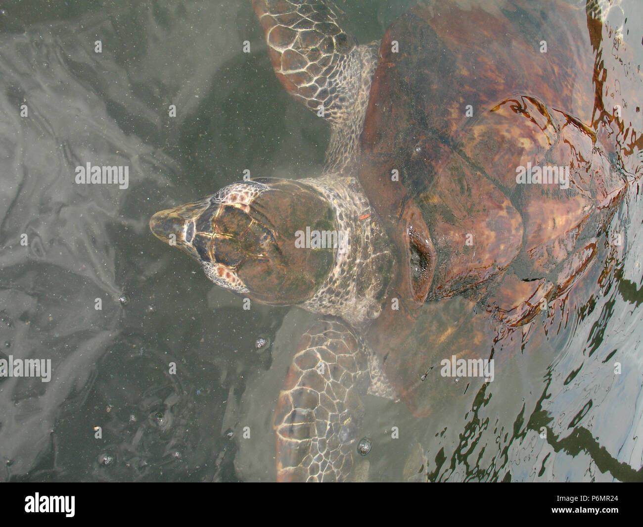 Turtle, tank, water, Protective Base, Sea Turtles, Comboios Biological ...