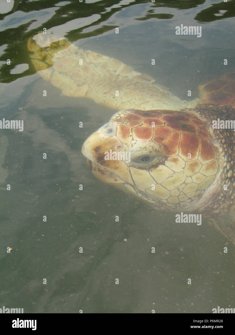 Turtle, tank, water, Protective Base, Sea Turtles, Comboios Biological ...