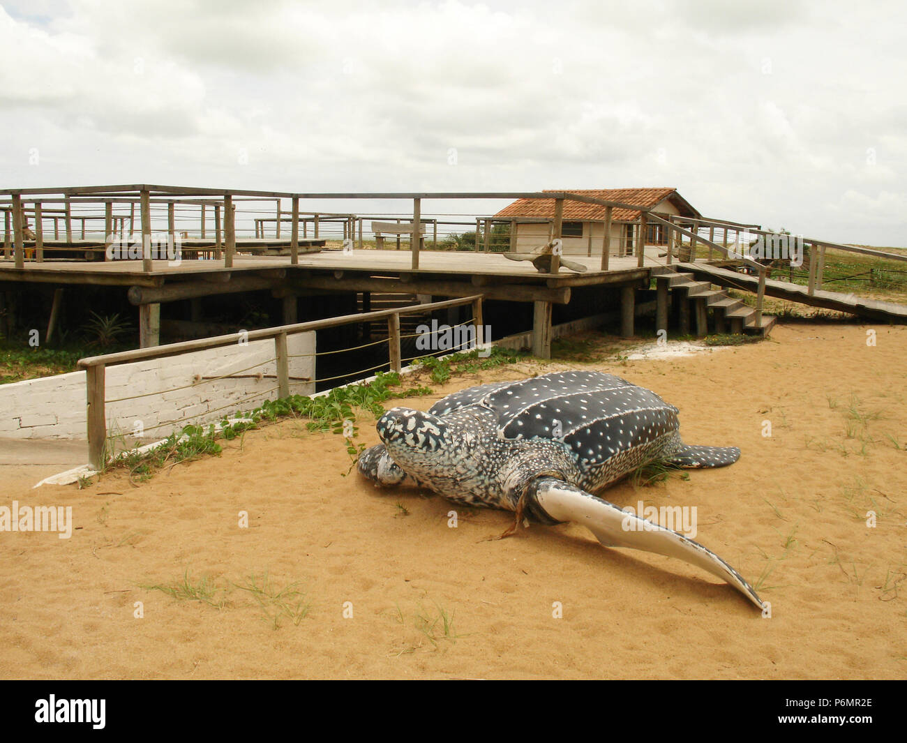 Turtle Protective Base, Sea Turtles, Comboios Biological Reserve ...