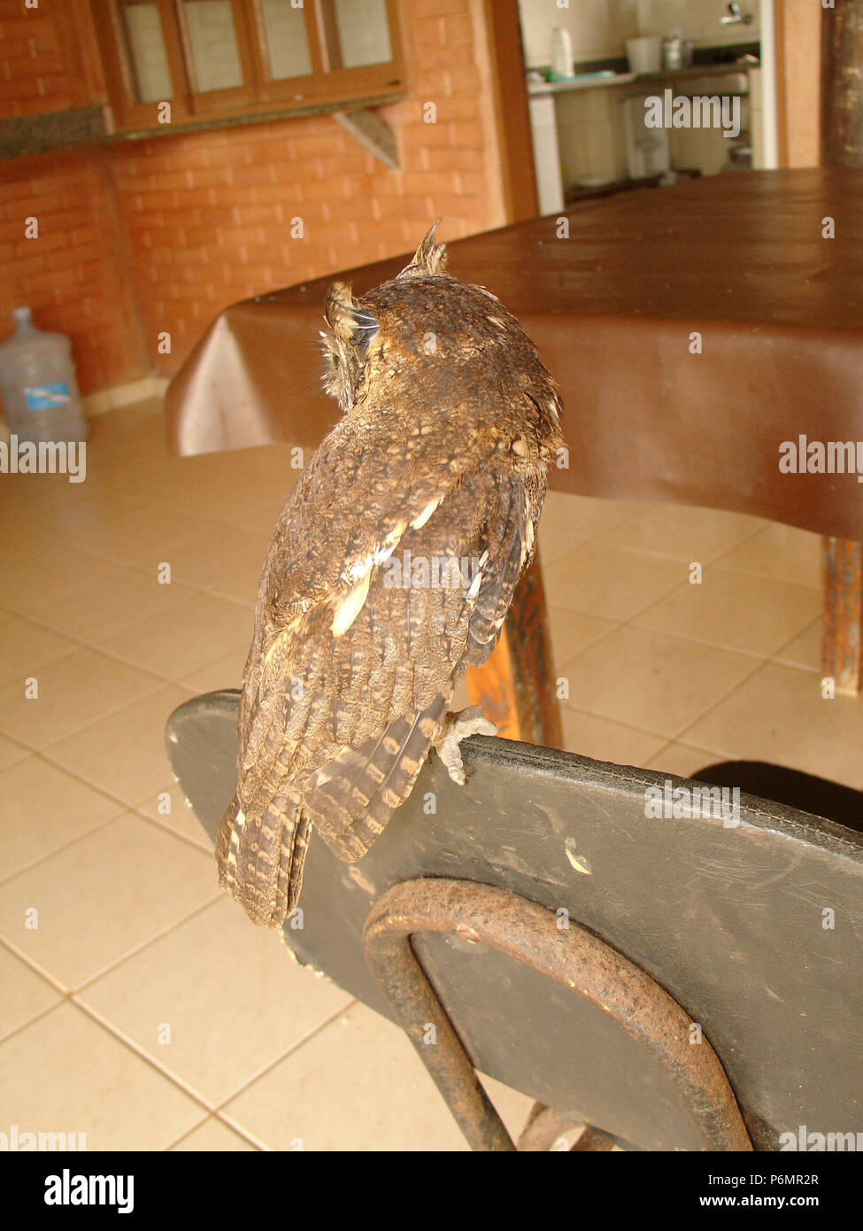 Burrowing owl, Protective Base, Sea Turtles, Comboios Biological ...