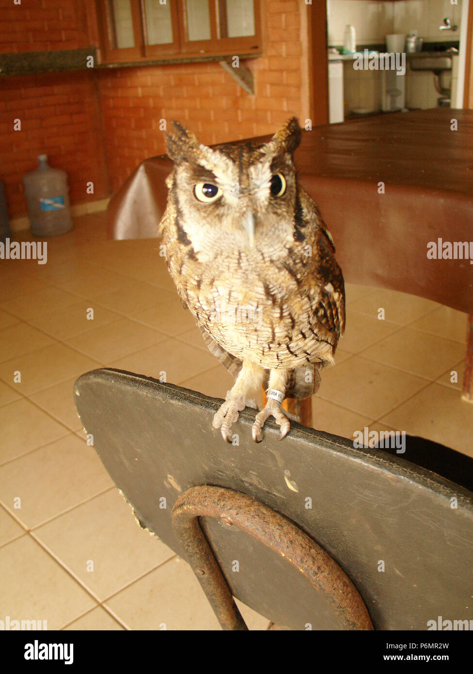 Burrowing owl, Protective Base, Sea Turtles, Comboios Biological ...