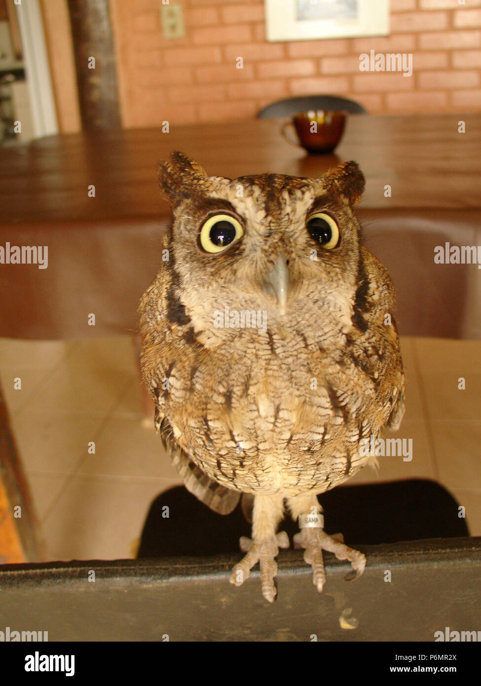 Burrowing owl, Protective Base, Sea Turtles, Comboios Biological ...