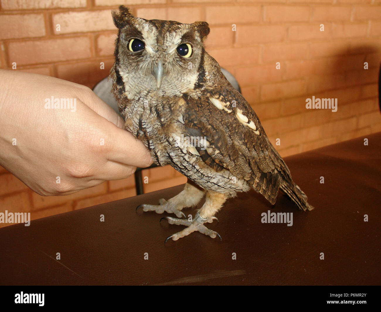 Burrowing owl, Protective Base, Sea Turtles, Comboios Biological ...