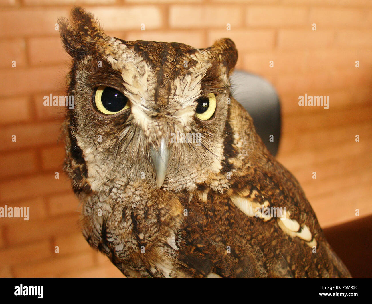 Burrowing owl, Protective Base, Sea Turtles, Comboios Biological ...