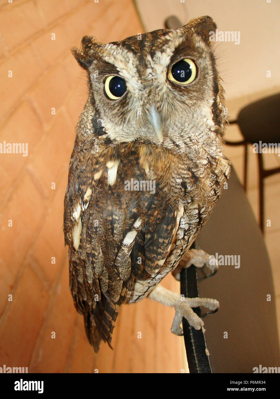 Burrowing owl, Protective Base, Sea Turtles, Comboios Biological ...