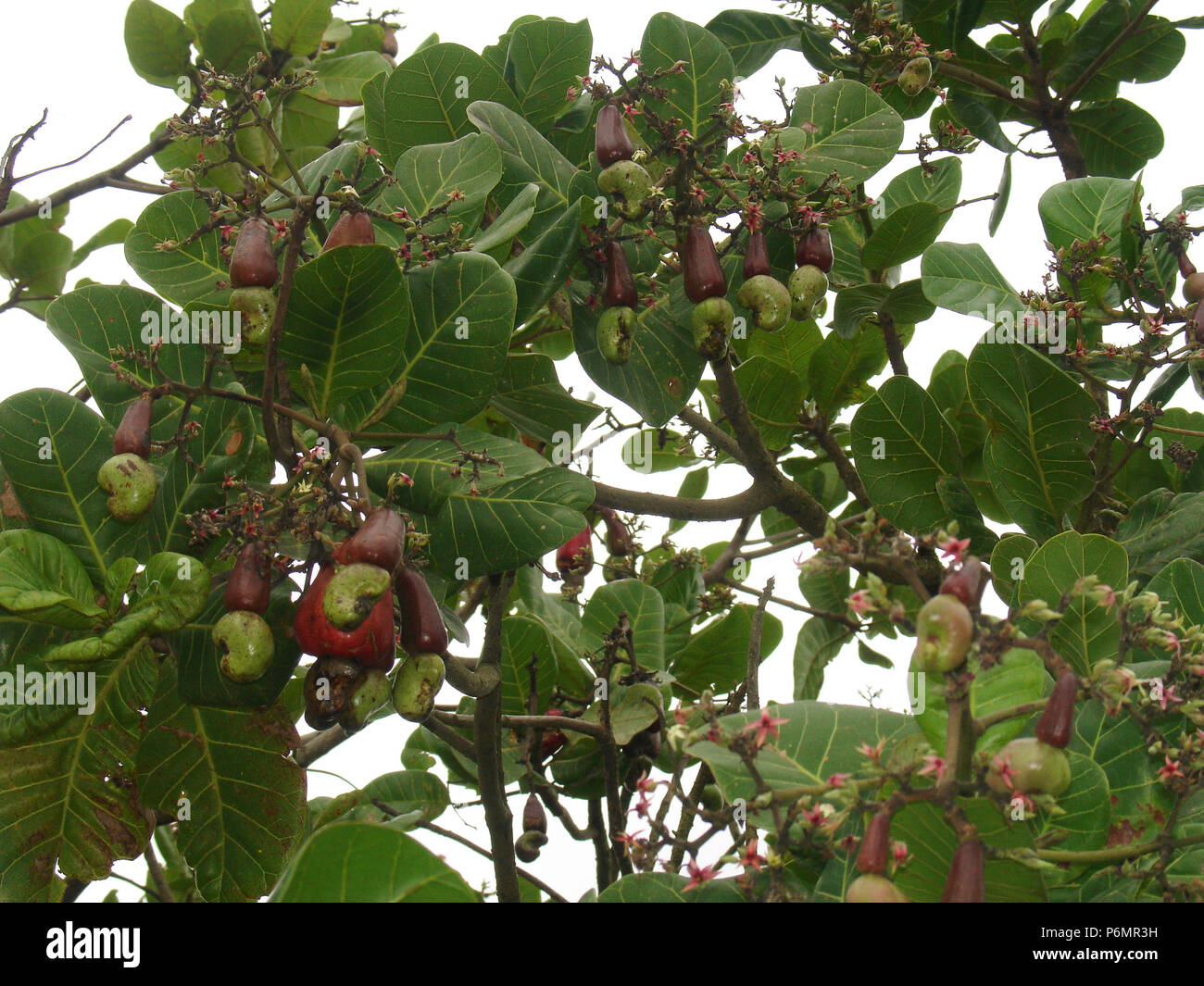 Cashew, fruit, tree, Espírito Santo, Brazil Stock Photo - Alamy