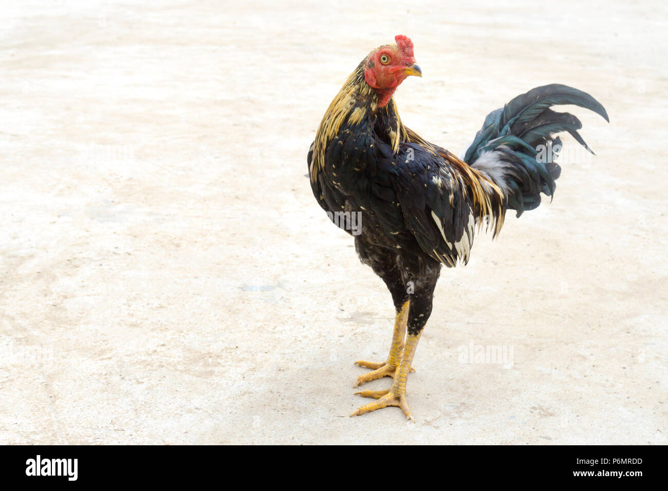 Black cockerel face healthy red on the floor, chickens are looking to ...