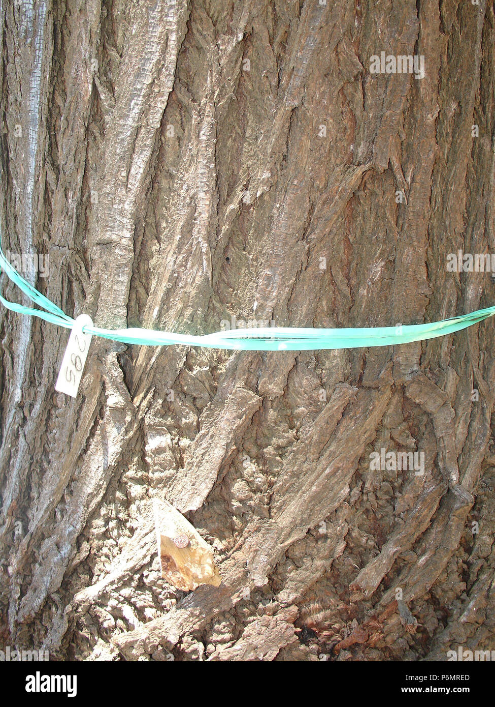 Trunk, tree, identification, number, square, Capital, São Paulo, Brazil ...