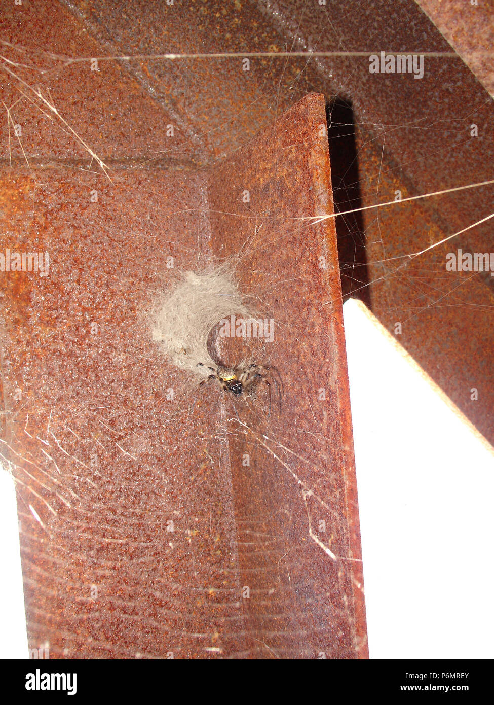 Insect, spider, São Paulo, Brazil Stock Photo - Alamy