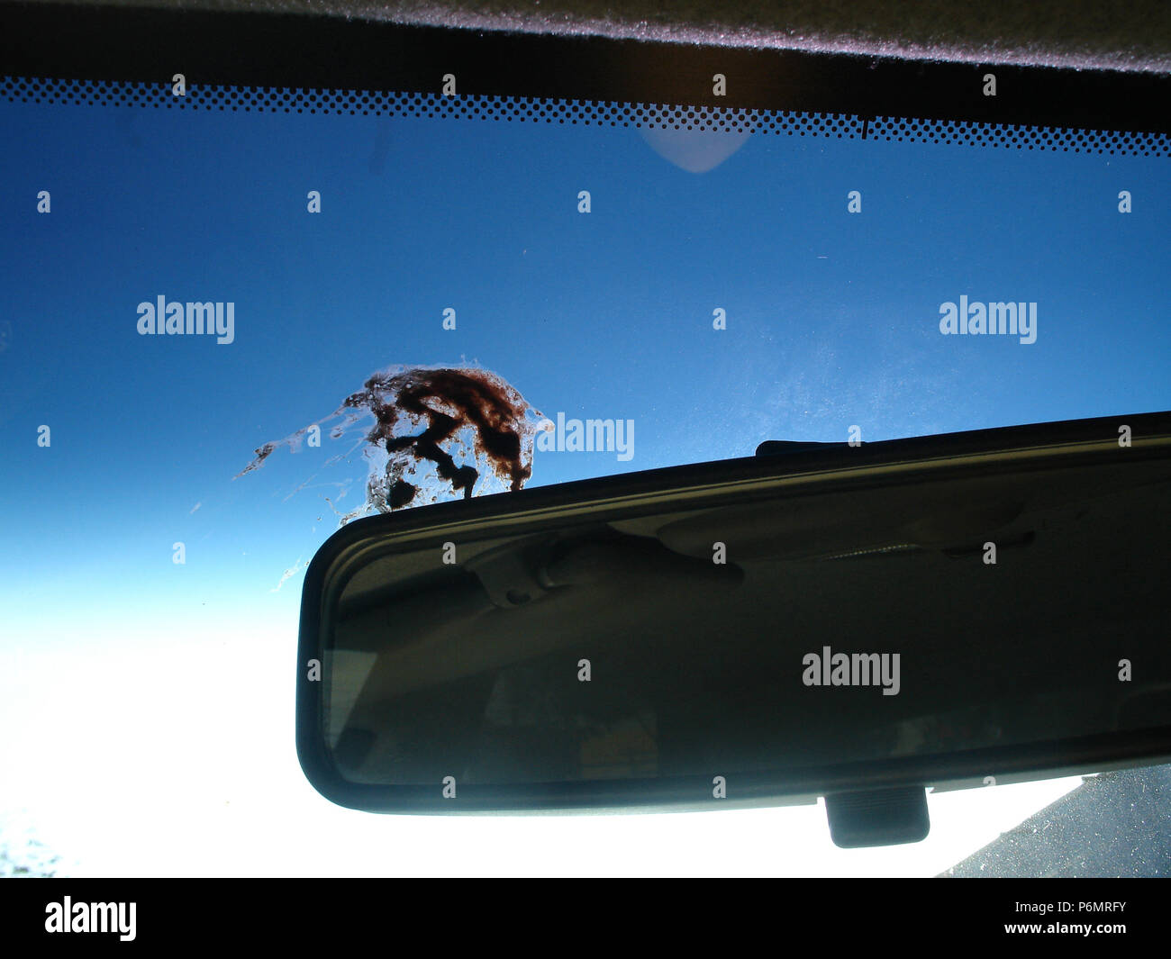 hood of car with lot of bird droppings, windshield, poop, São Paulo ...