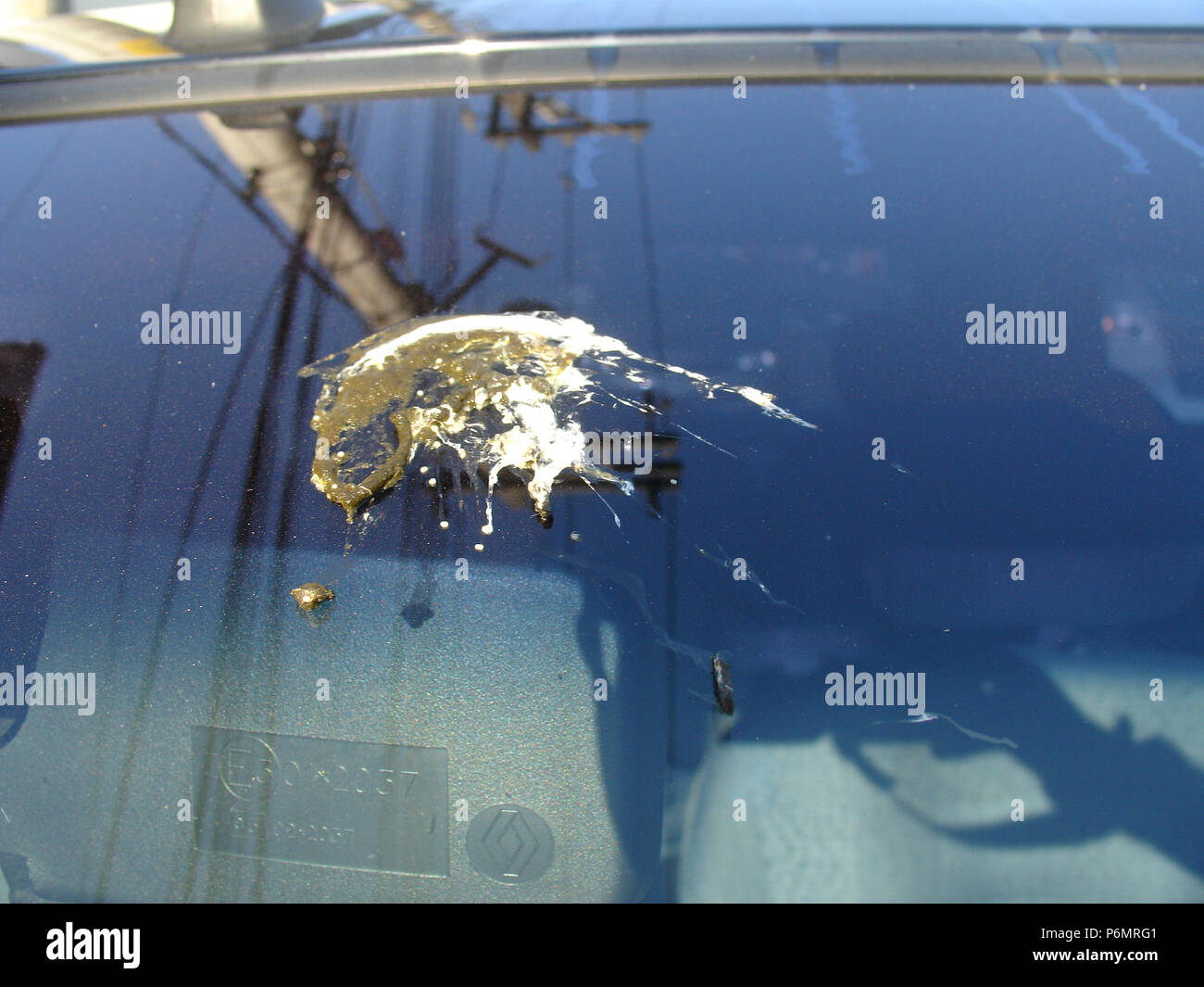 hood of car with lot of bird droppings, windshield, poop, São Paulo ...