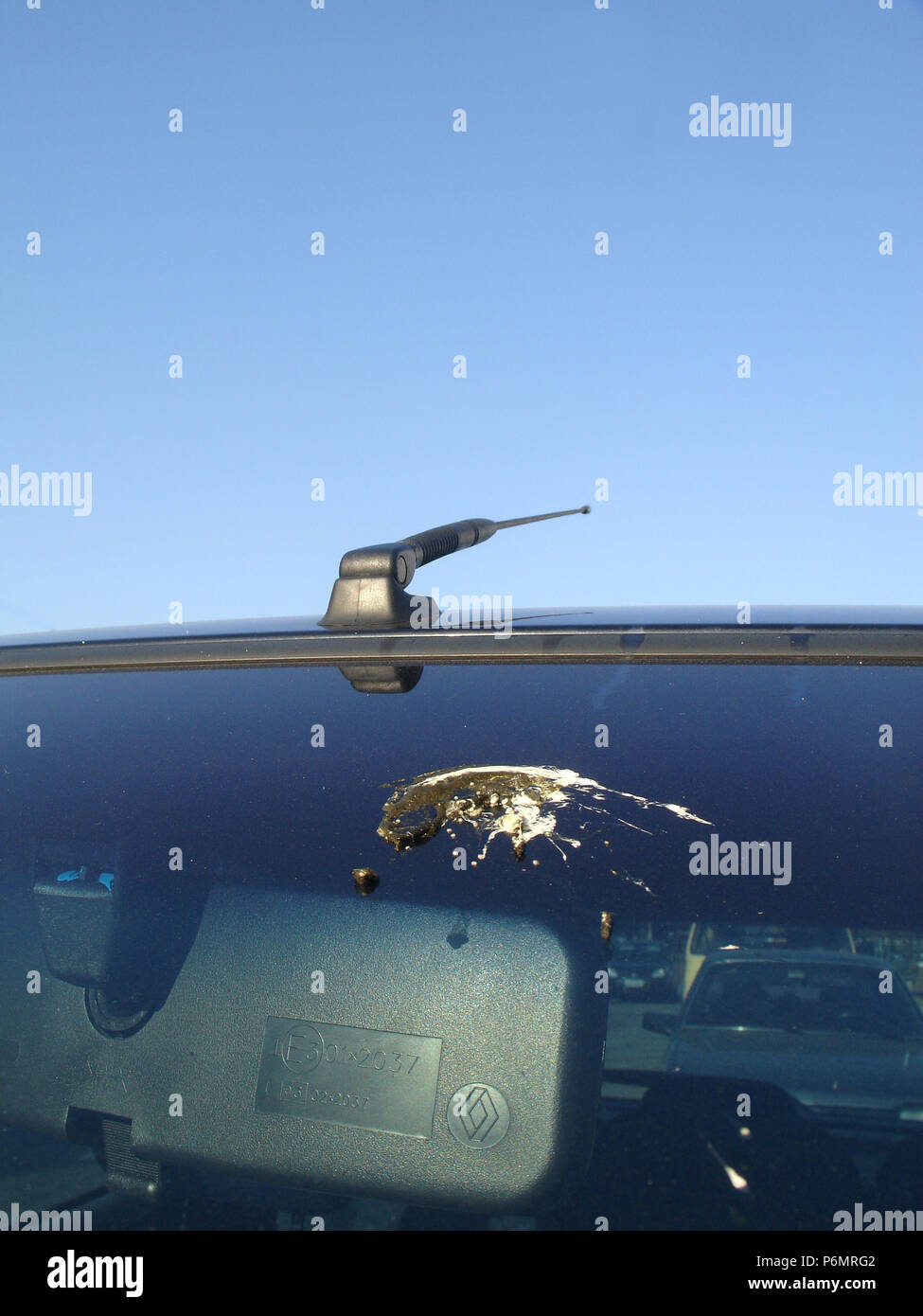 hood of car with lot of bird droppings, windshield, poop, São Paulo ...