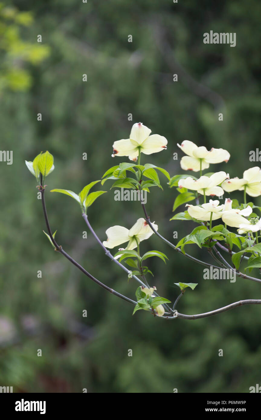 Dogwood tree in bloom washington hi-res stock photography and images ...