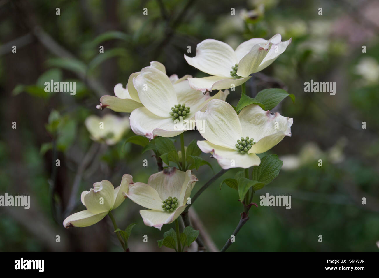 Native Dogwood in bloom in Washington State Stock Photo - Alamy