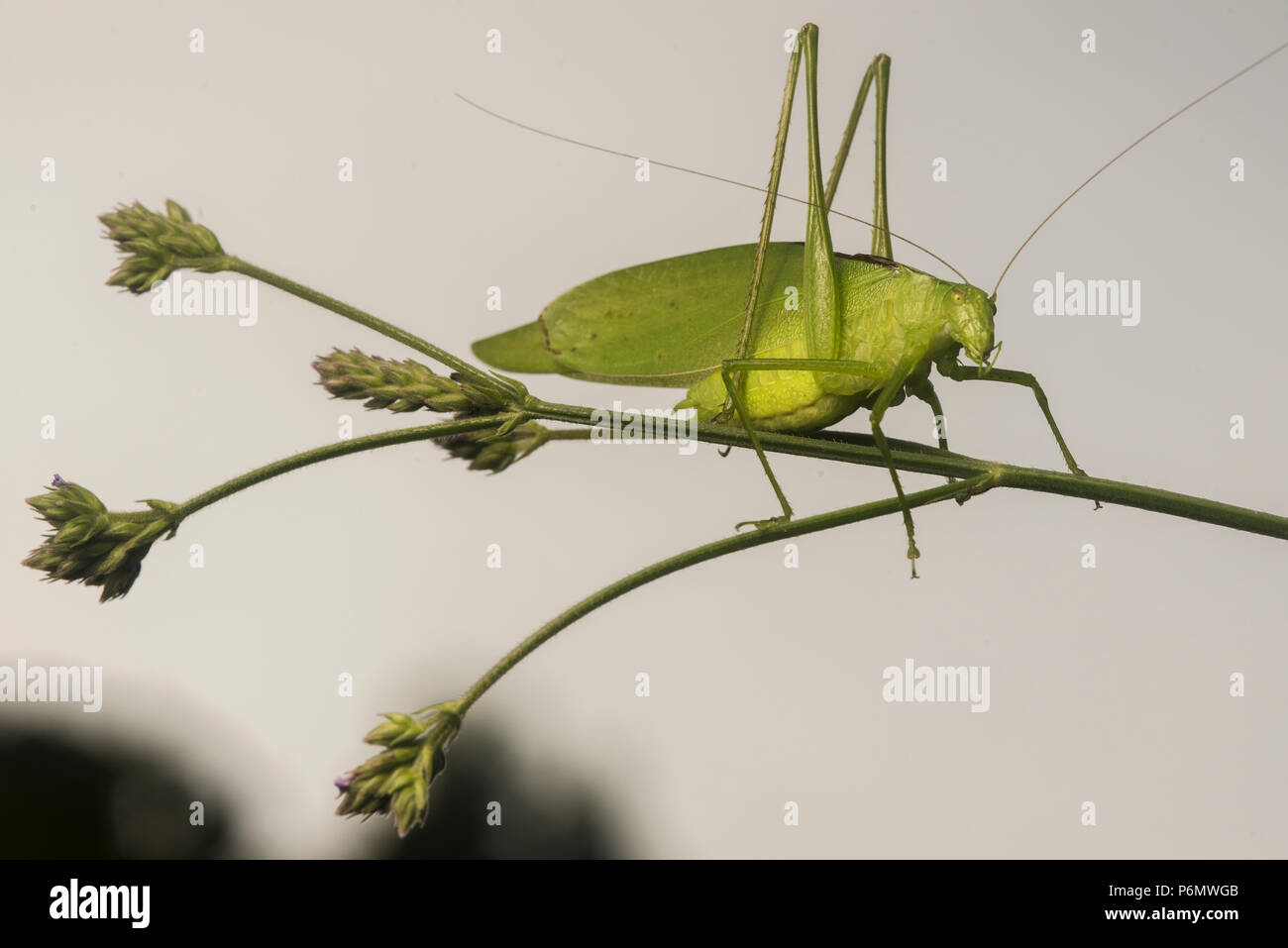 Katydid Predators
