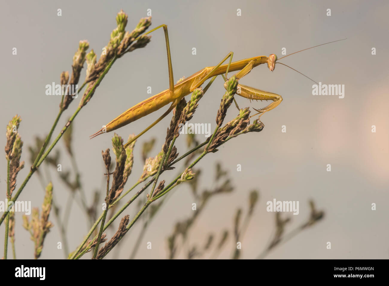 The Chinese mantis (Tenodera sinensis) is an introduced species in the ...