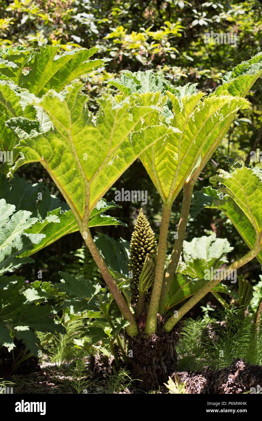 Gunnera tinctoria plant hi-res stock photography and images - Alamy