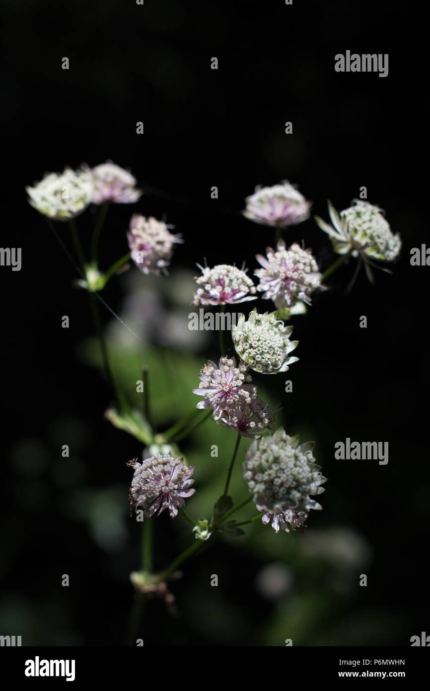 Masterwort plant hi-res stock photography and images - Alamy