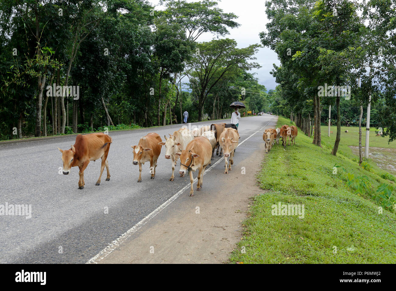 Animal herder hi-res stock photography and images - Alamy