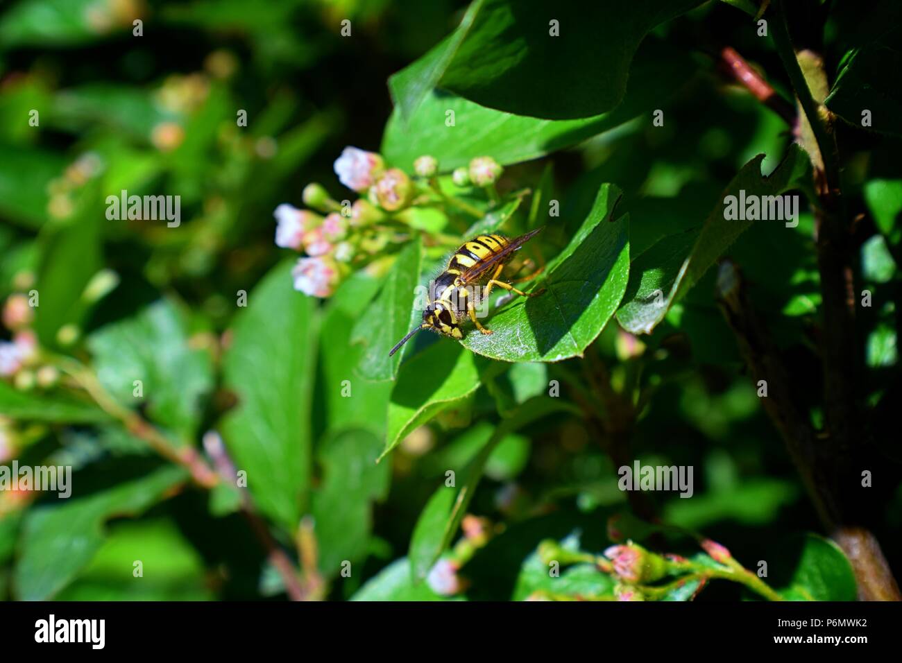 Apocrita insect suborder hi-res stock photography and images - Alamy