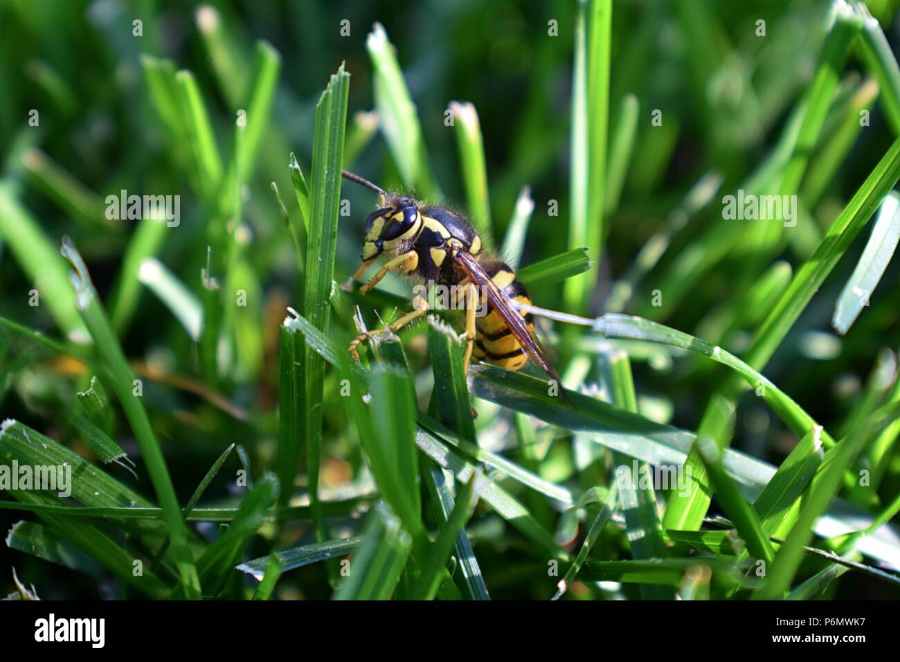 Wasp or Hornet, insect of the order Hymenoptera and suborder Apocrita ...