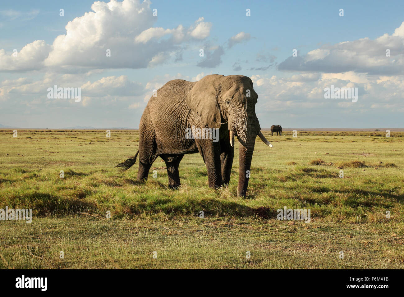 Elephant Bottom Kenya High Resolution Stock Photography and Images - Alamy