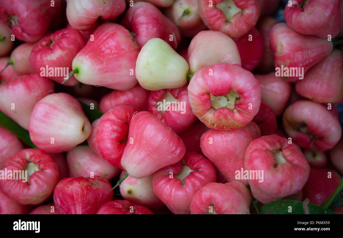 Java rose apple hi-res stock photography and images - Alamy