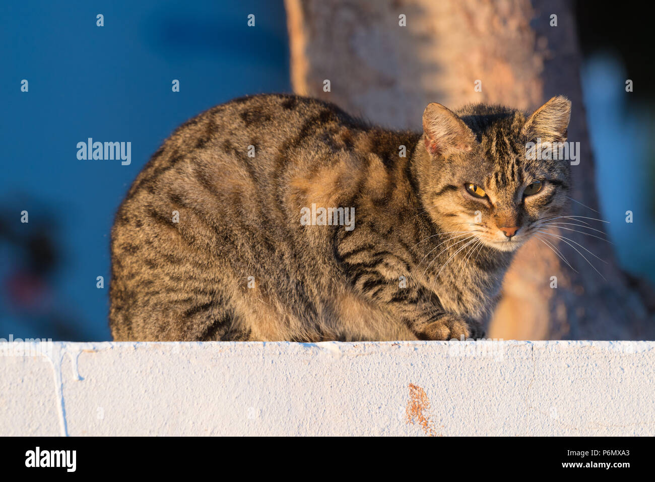 Cat basking hi-res stock photography and images - Alamy