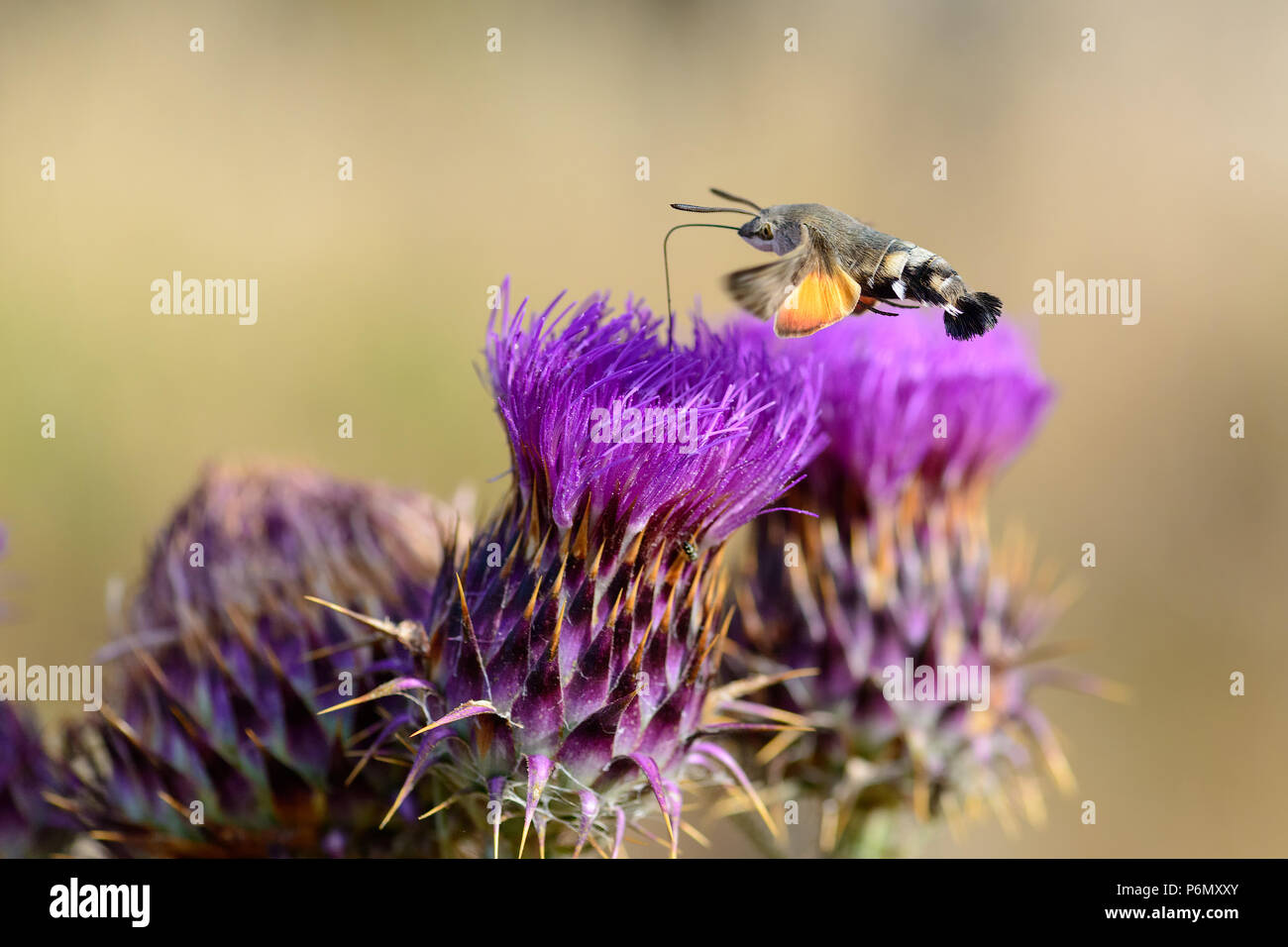 Hummingbird hawk moth feeding on flower, Macroglossum stellatarum ...
