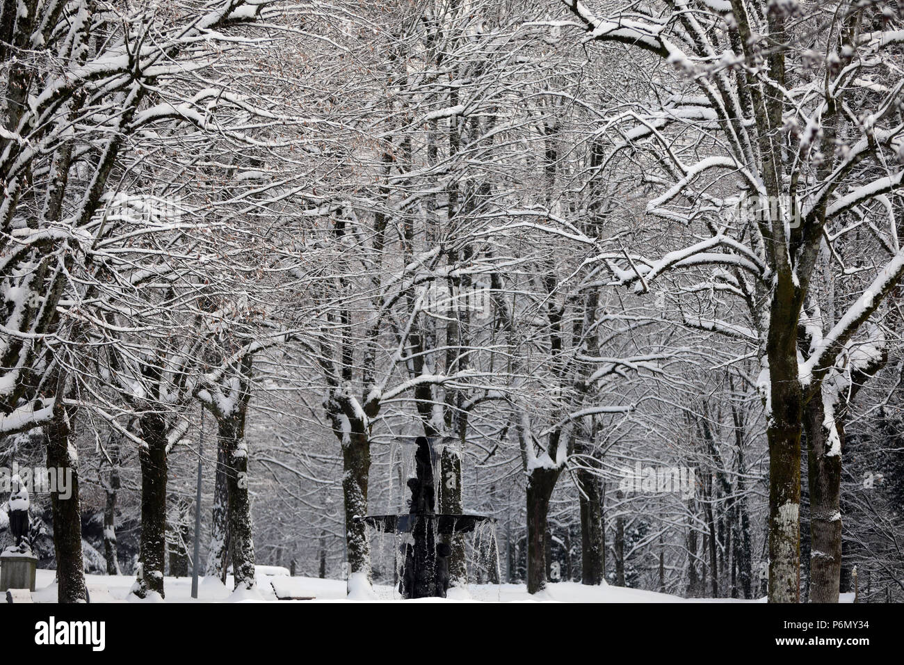 Le Fayet Parc Thermal. Trees under snow. France Stock Photo - Alamy