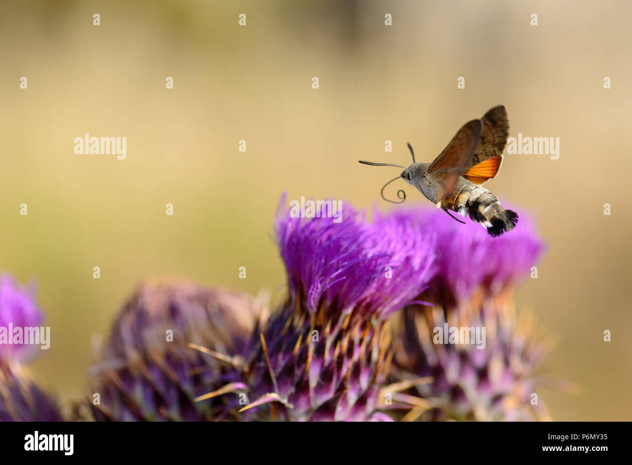 Mediterranean Hawk Moth High Resolution Stock Photography and Images ...